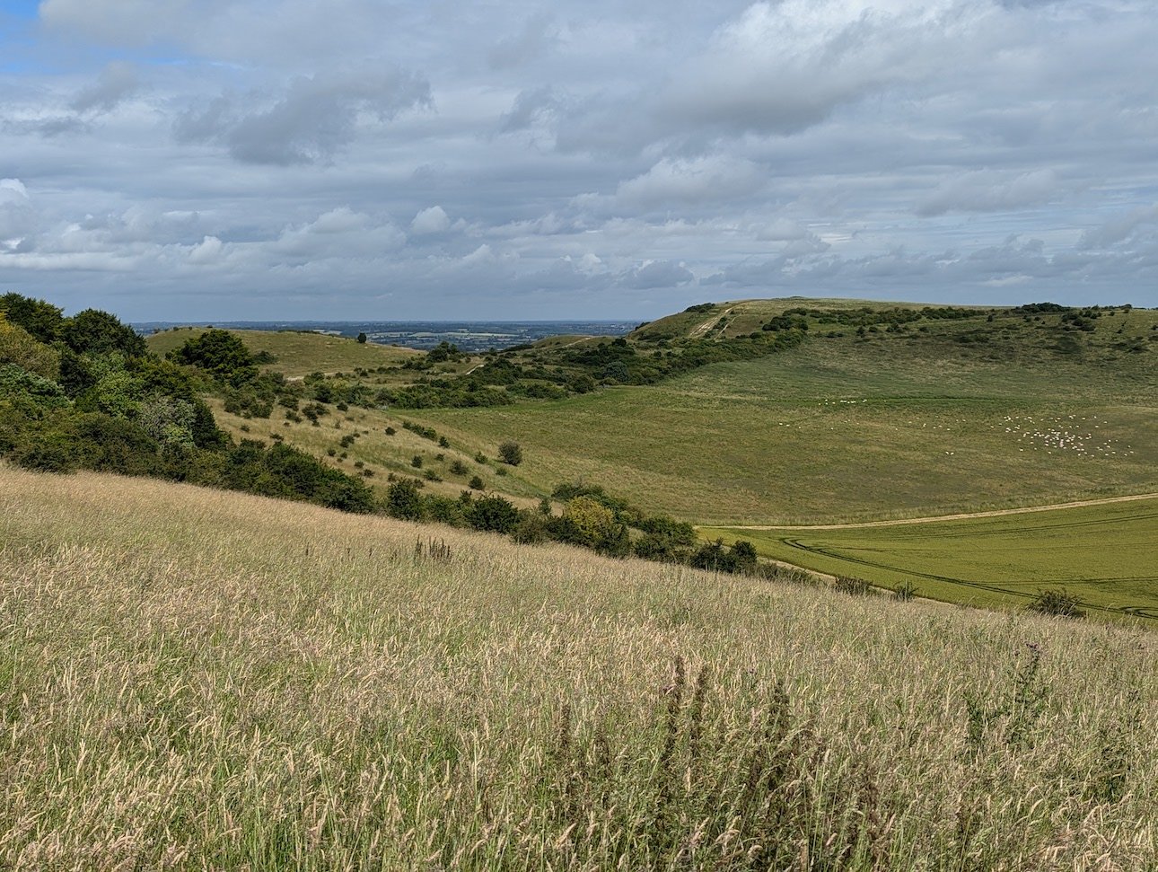 A Circular Walk Around Ivinghoe Beacon with Your Dog